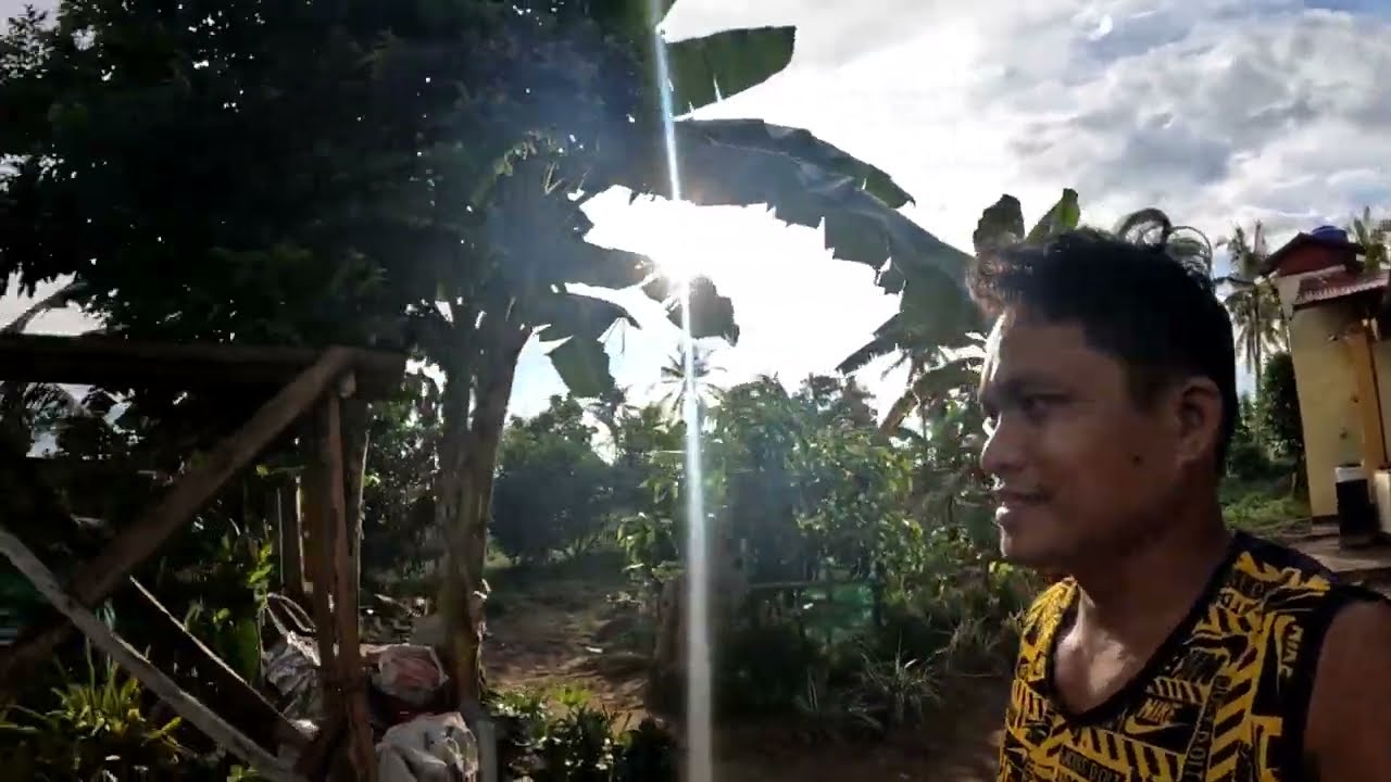 HARVEST NA SA TANIM NAMING SAGING AT NAG BALSA NG BUHANGIN - YouTube