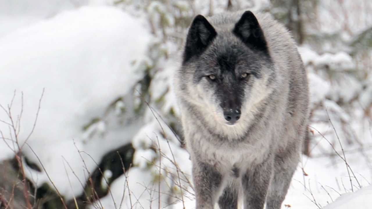 Wolf Control - YouTube