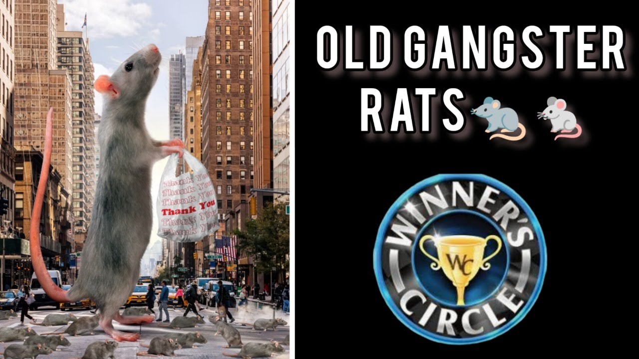 Gangster rats and zesty prison story tellers... #Smhtv #Winnerscircle ...