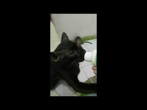 Mimik Susu si Bayi Gedek #kucinglucu #catlover #rescuecats
