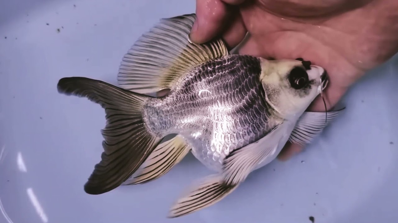 Short Body Koi - YouTube