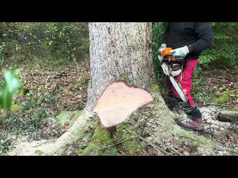 Stihl ms 462 c fällen große Fichte 🇩🇪🇩🇪🇩🇪