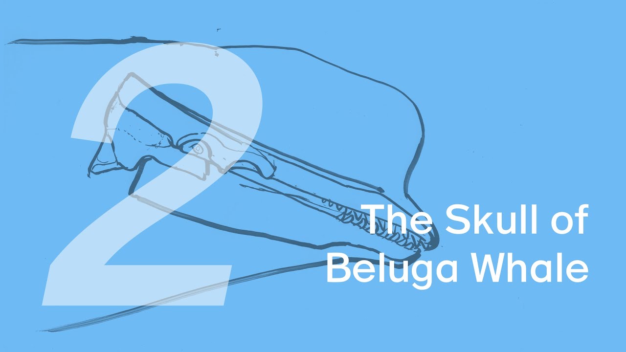 Hynix the Beluga Whale 2: Skull | Learn to Marine Animals with ZHAO ...