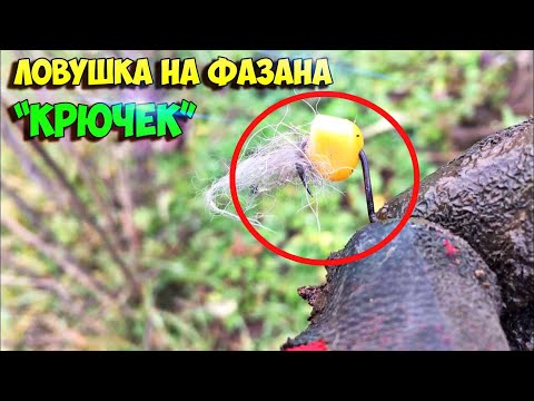ЛОВУШКА на ФАЗАНА КРЮЧЕК!! СТАВИМ ЛОВУШКИ НА ФАЗАНОВ И КУРИПОК. - YouTube