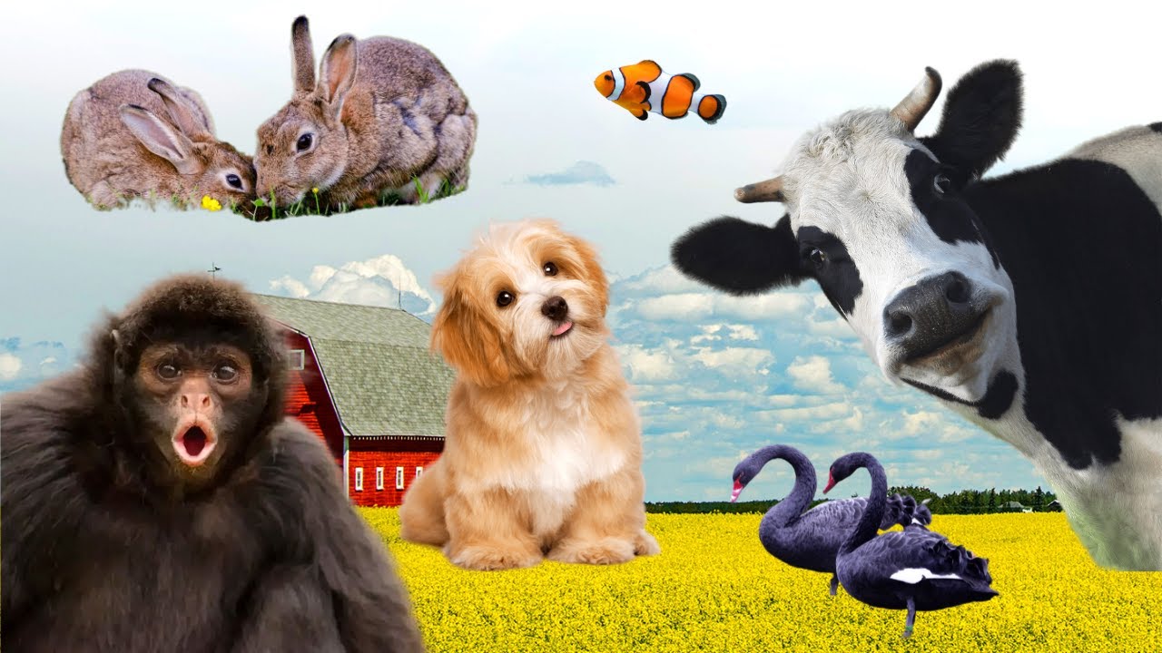 RELAX AND LISTEN TO ANIMAL SOUNDS with Music: Chicken, Tiger, Camel ...