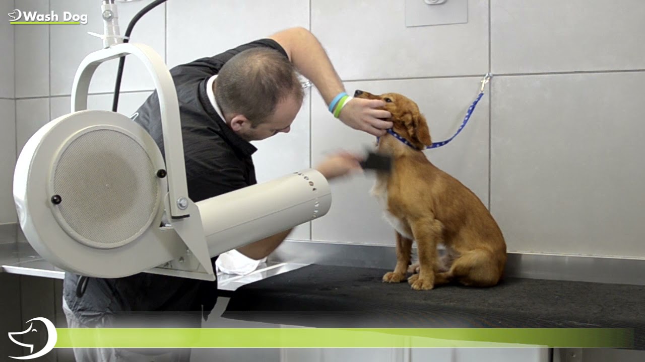 Le Toilettage Canin Professionnel - Wash Dog - YouTube