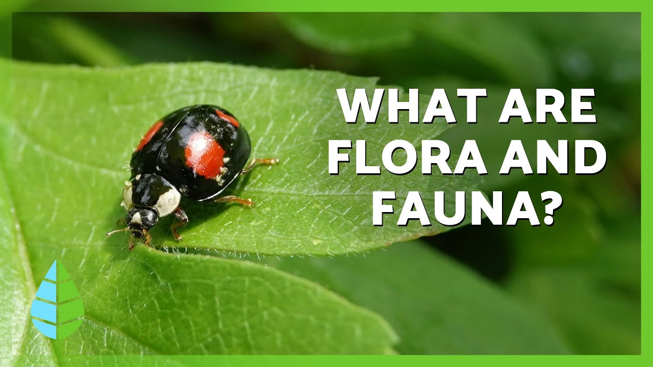 Flora and Fauna Explained🌷🦁 | Definition, Types & Examples - YouTube