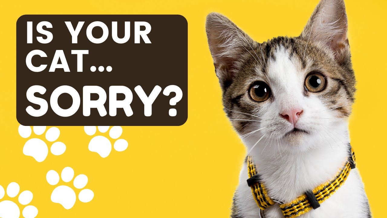 How Your Cat Will Apologize - You Need To Know The Signs! - YouTube