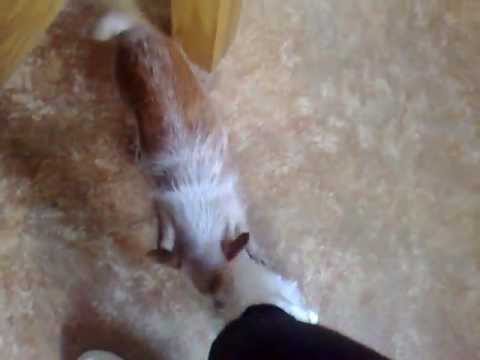 Rinky Dinky The Talking Dog - YouTube