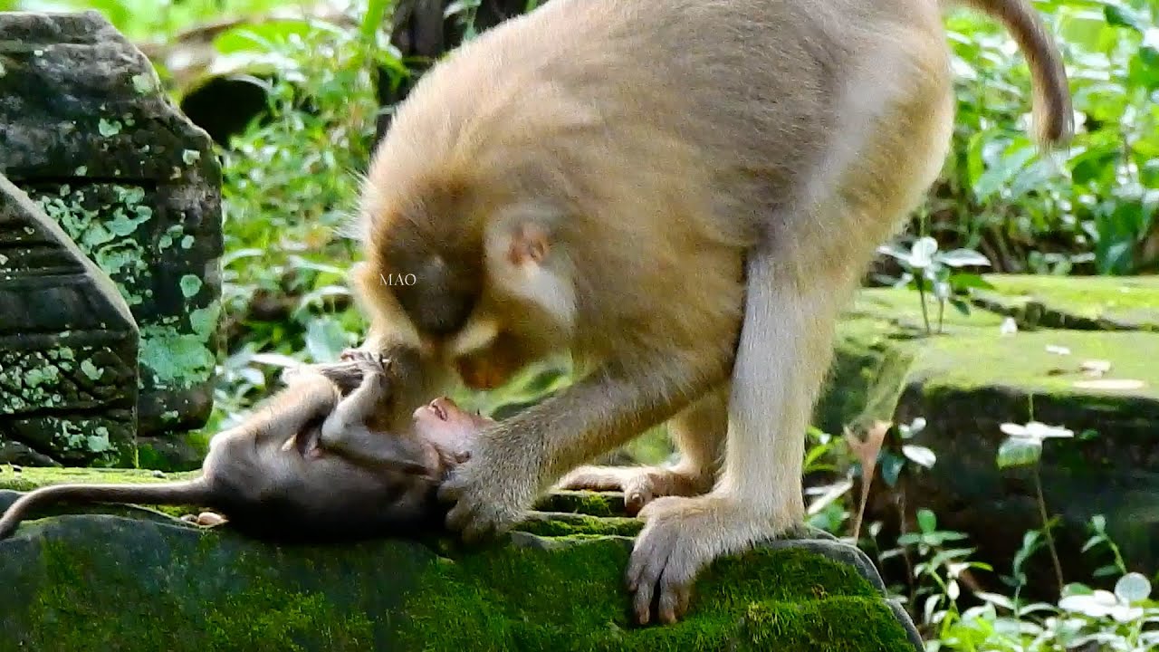 Poor Brady Get Shocckedd from Momma Rose - YouTube