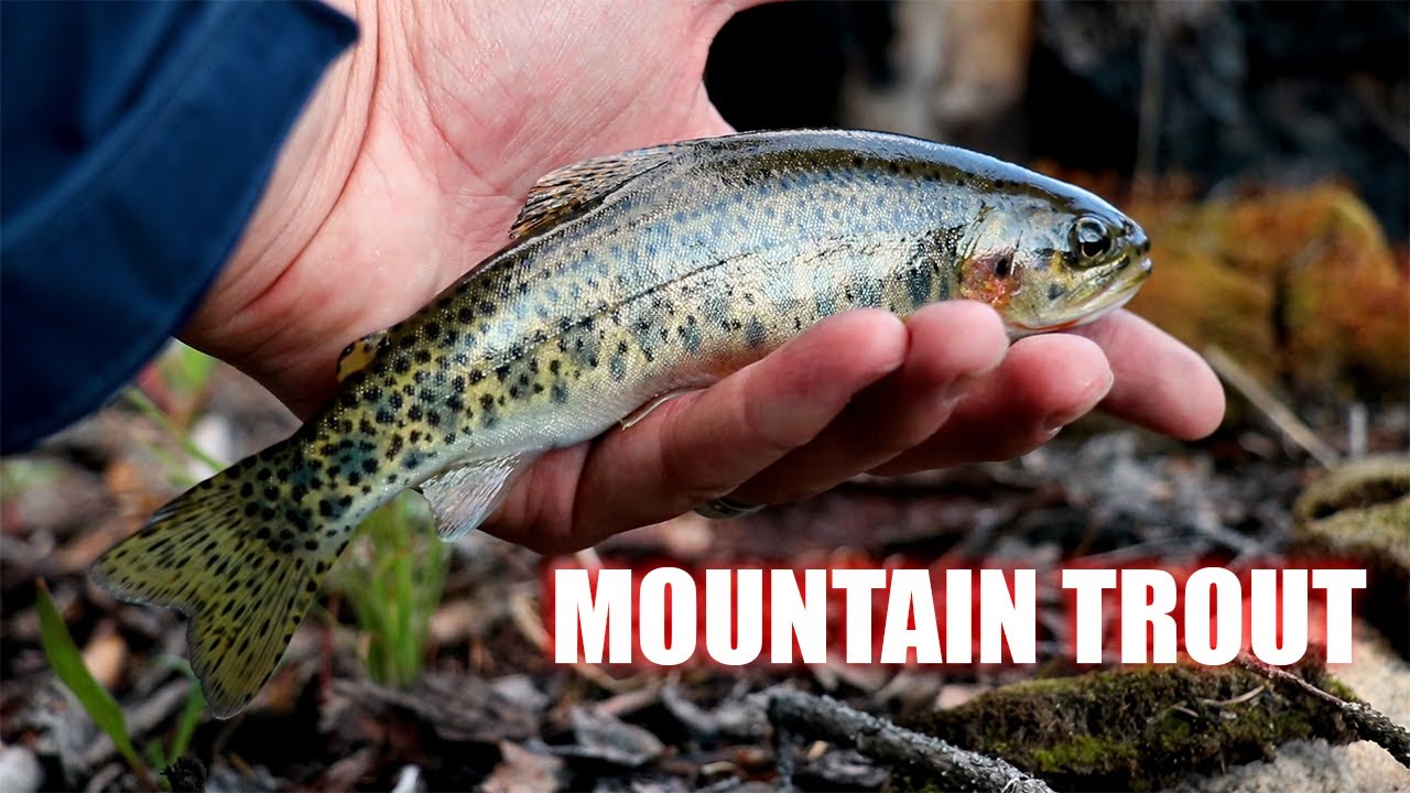 SOLO Fly Fishing for MOUNTAIN TROUT - YouTube