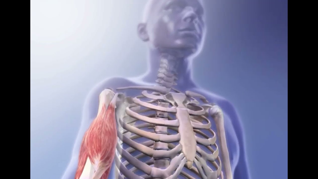 Muscle Animation ( KAS ANİMASYONU) - YouTube