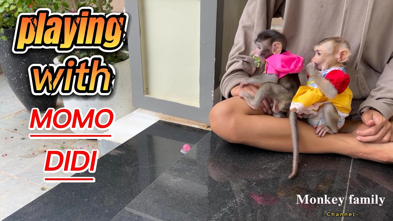 Let’s ride Motor with Adore monkey Momo and BeltLy likely playing walk around - YouTube