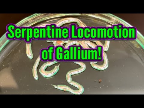 Serpentine Locomotion of Gallium in RamZland!🐍 #STEM #ScienceForKids # ...