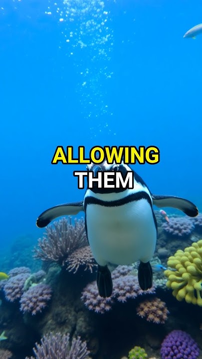 Penguins: Flightless Birds, Deep Sea Divers! - YouTube