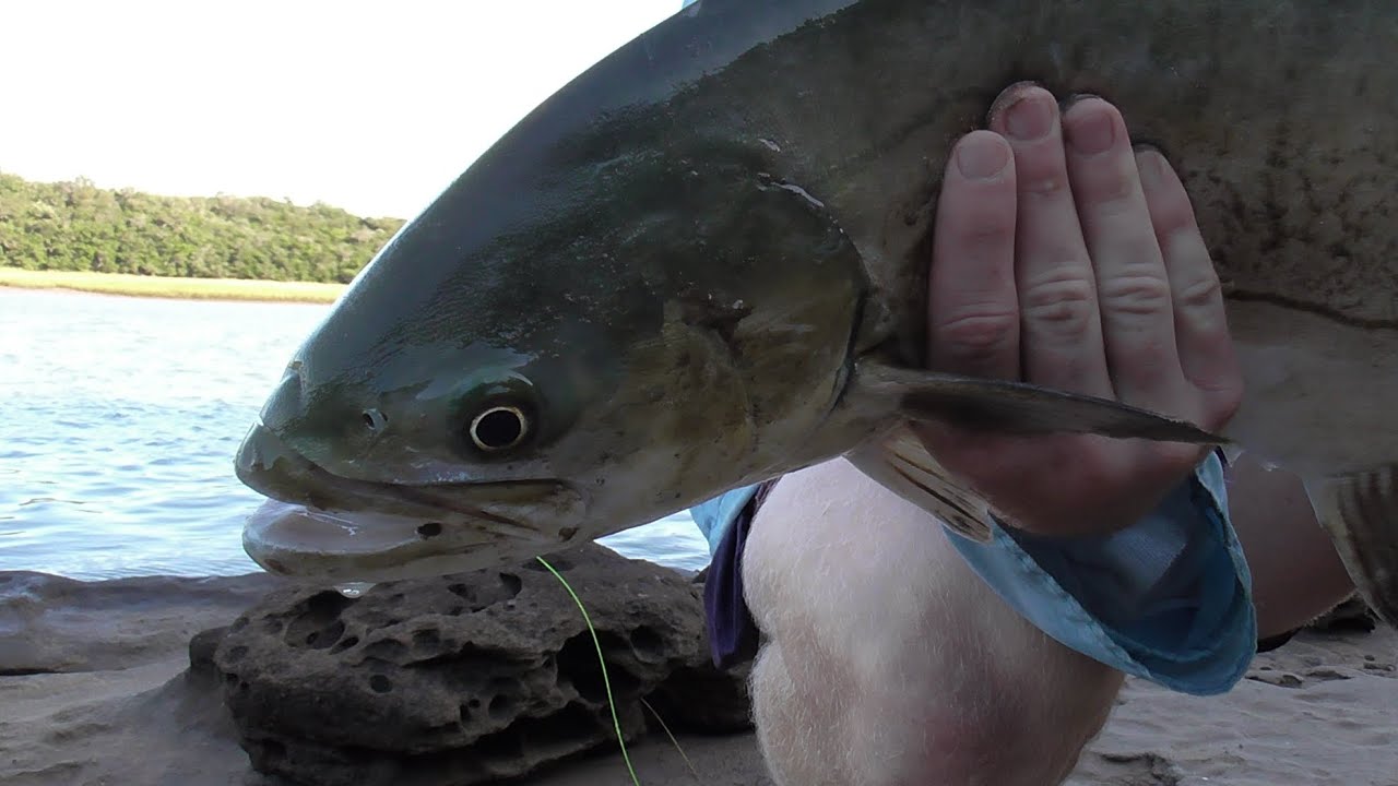 BIG GARRICK and SANDSHARKS in the river!!! - YouTube