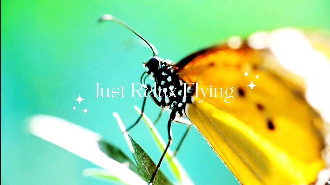 Butterfly 🦋 15 minute relieve stress and depression - YouTube