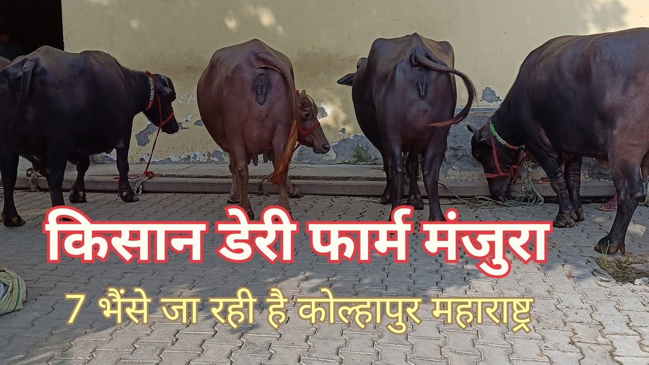 आज 7 buffalo# going to Kolhapur# - YouTube