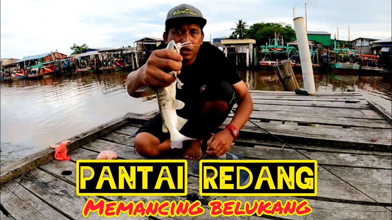 Memancing Belukang Di Pantai Redang, Sekinchan. - YouTube