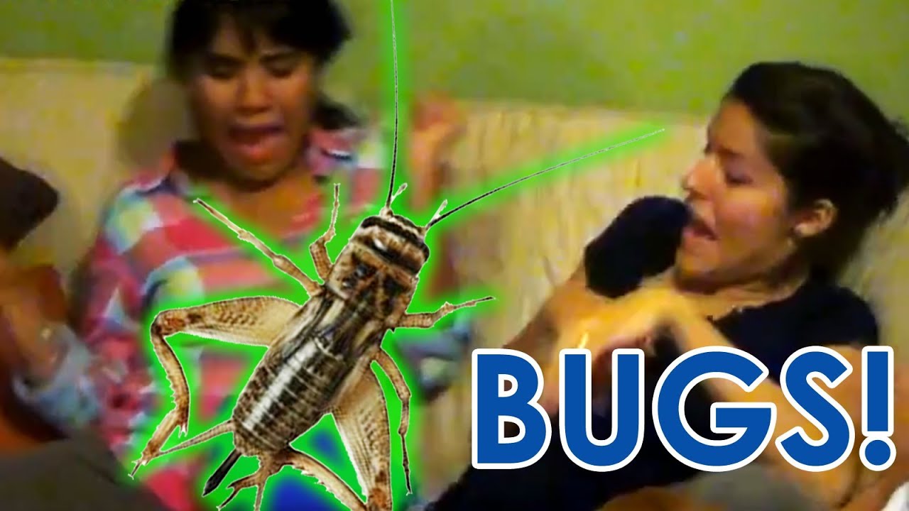 Bugs prank to my sister | pranks, scary pranks, woman pranks, screams ...