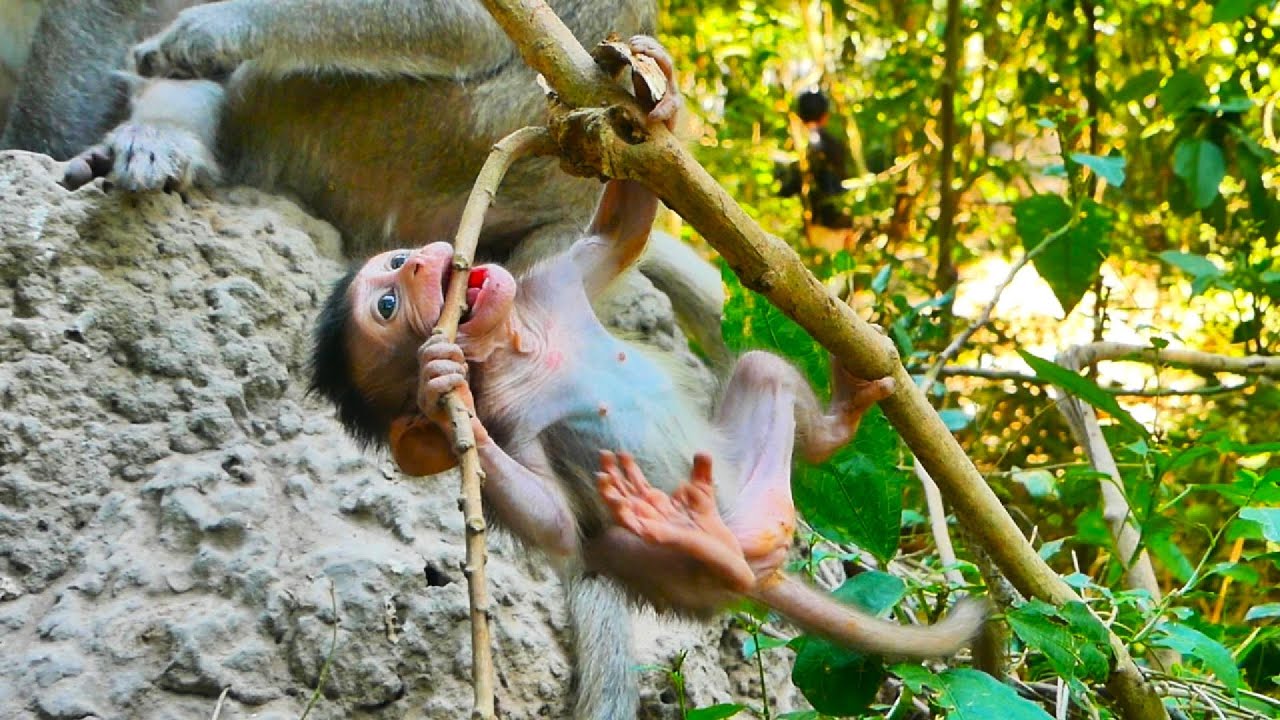 Cutie tiny baby monkey almost falls down #monkey - YouTube