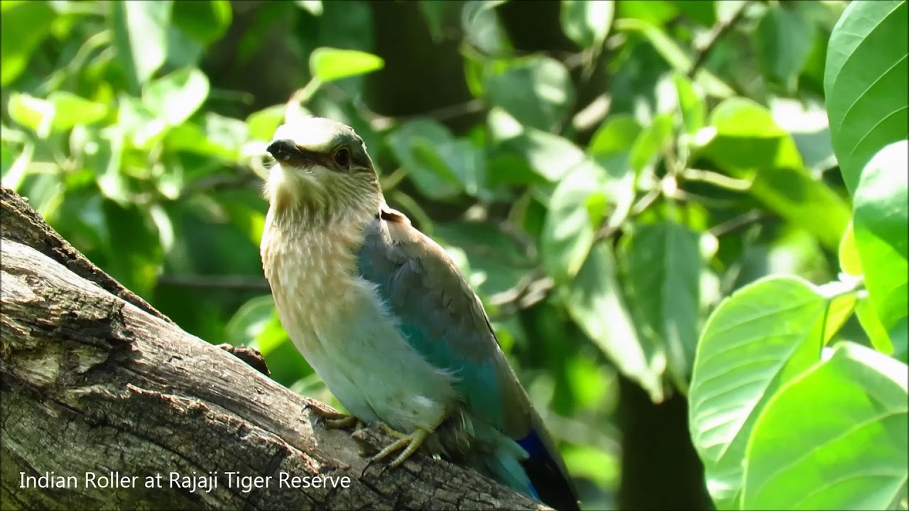 Indian Roller Bird at Rajaji National Park - YouTube