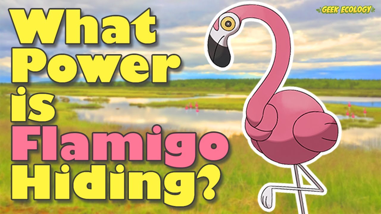 Flamigo Ecology 🦩🥊 Pokémon Biology and Ecology - YouTube