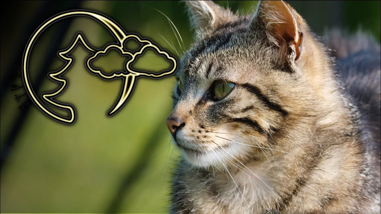Relax, Cat Purr, Healing Purr for sleep, A purring cat #24 - YouTube