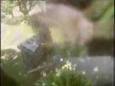 Todd Rundgren - 1997 XGames Theme