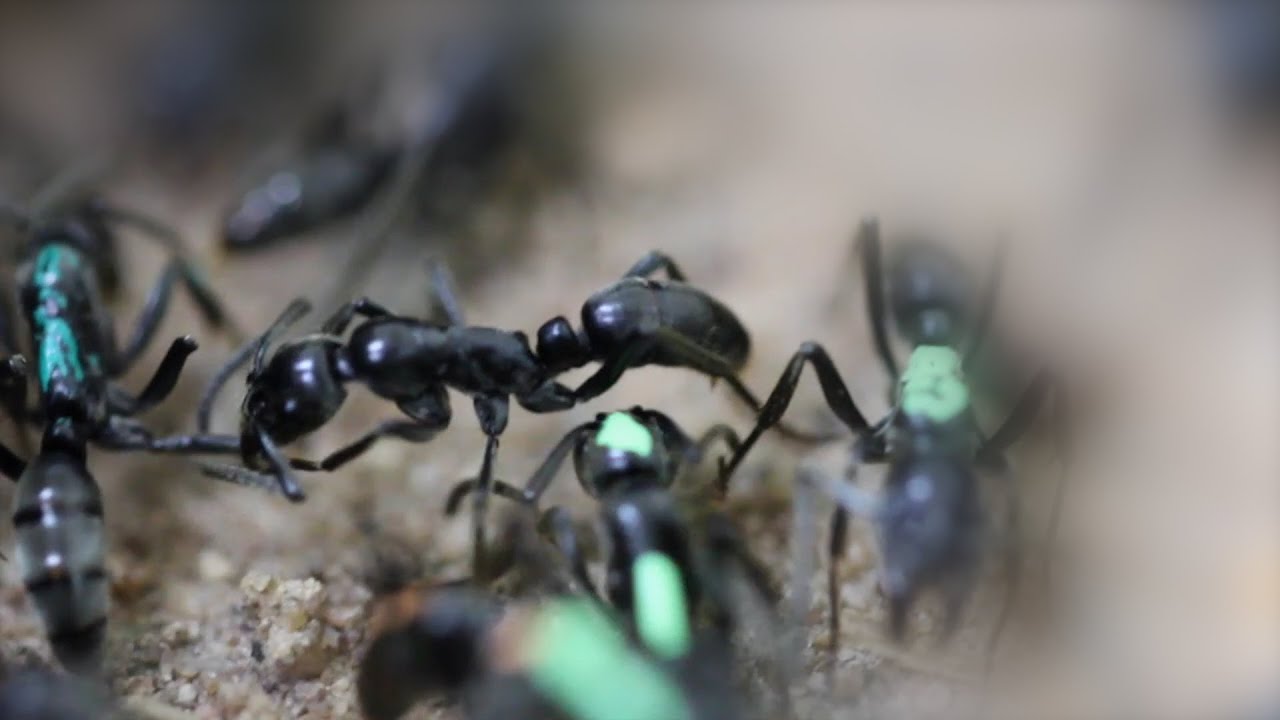 Watch ants rescue their wounded comrades - YouTube