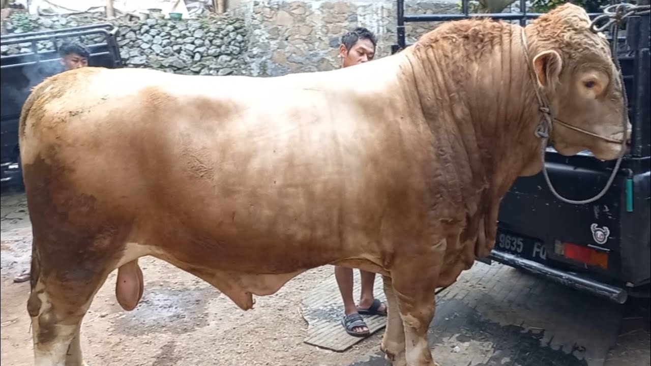 PROSES PENIMBANGAN SAPI JUMBO...‼️🔥🔥🔥 - YouTube