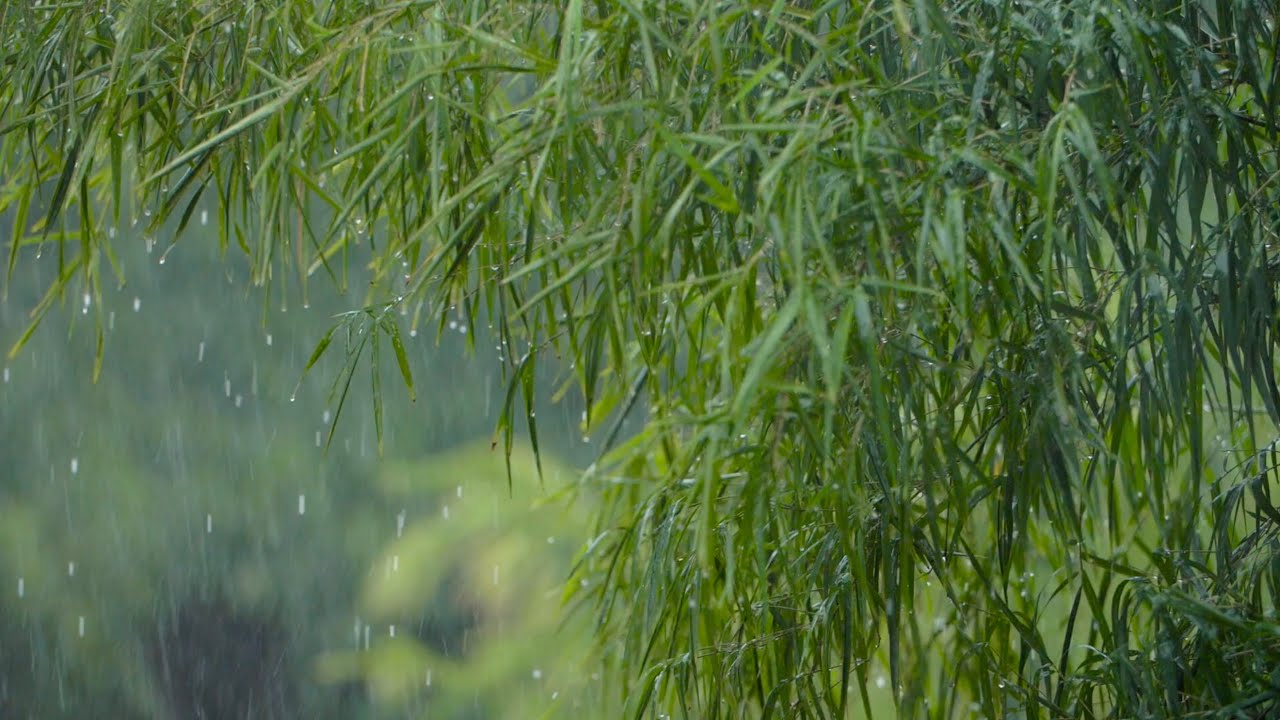[Rainy Green ASMR] 10시간 빗소리 | 자연의 숨결이 담긴 비소리 | 10분 후 소리만 / Refreshing ...