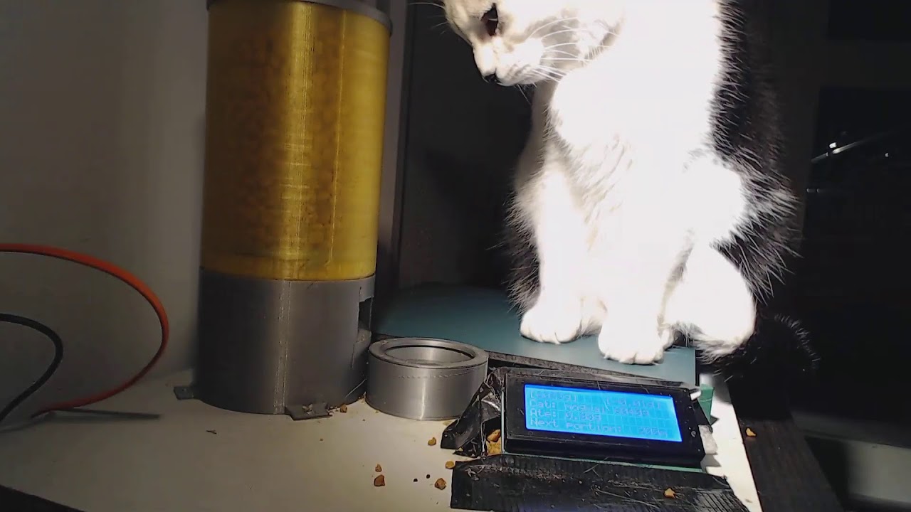 Live cat stream - YouTube