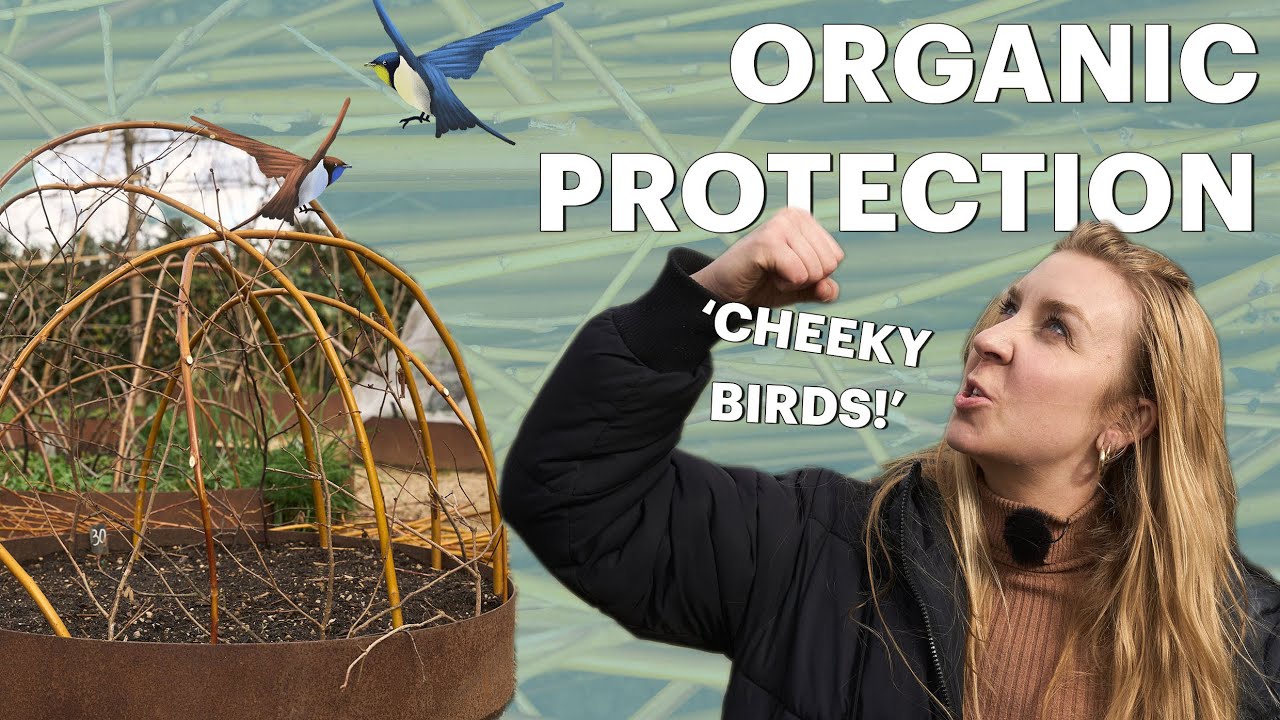 Protecting Garden From Birds A Simple Way To Build A Cover To Protect