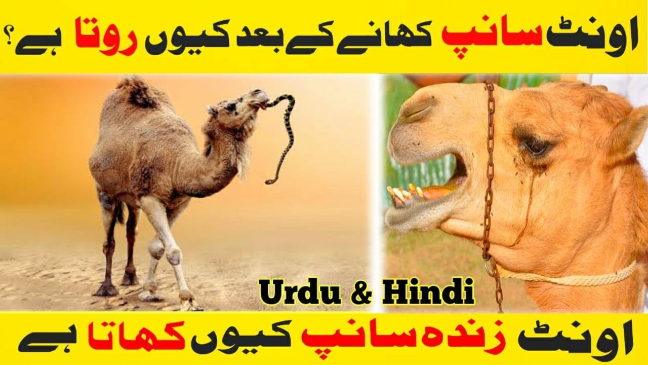 Why Camel Eat Snake ? || اونٹ سانپ کیوں کھاتا ہے ؟ || Surprising ...
