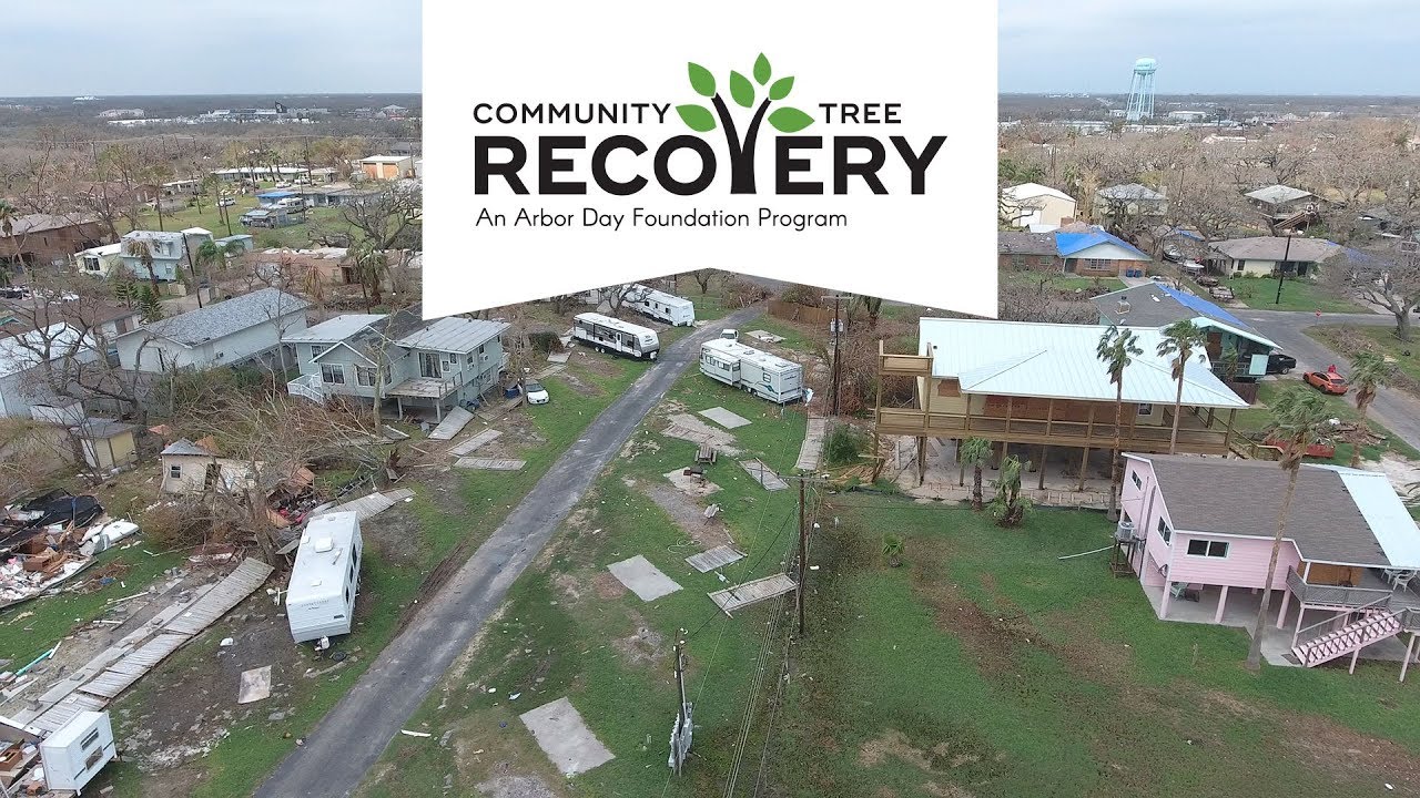 Hurricane Tree Recovery - YouTube