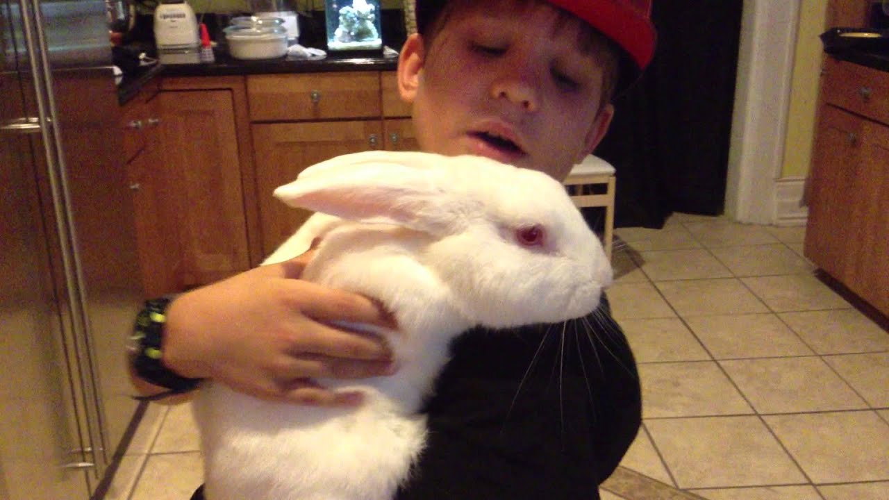 How to train your rabbit - YouTube