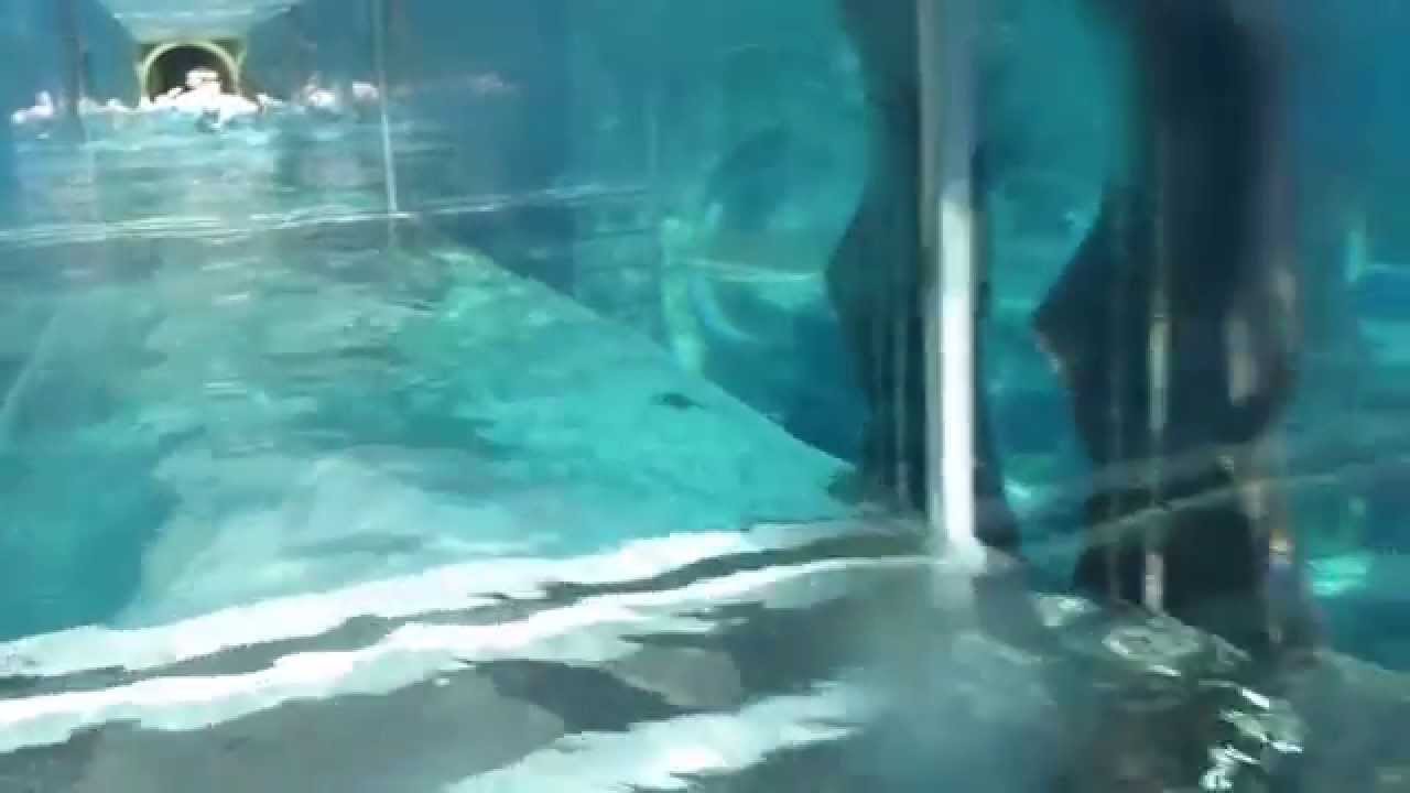 atlantis the palm Full HD acquaventure water park shark attack tube ...