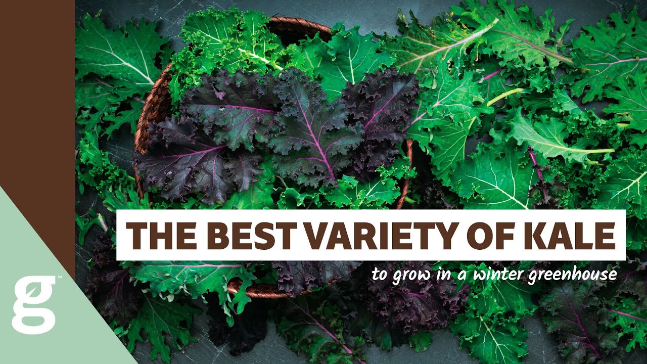 Best Variety of Kale to Grow in the Winter Greenhouse - YouTube