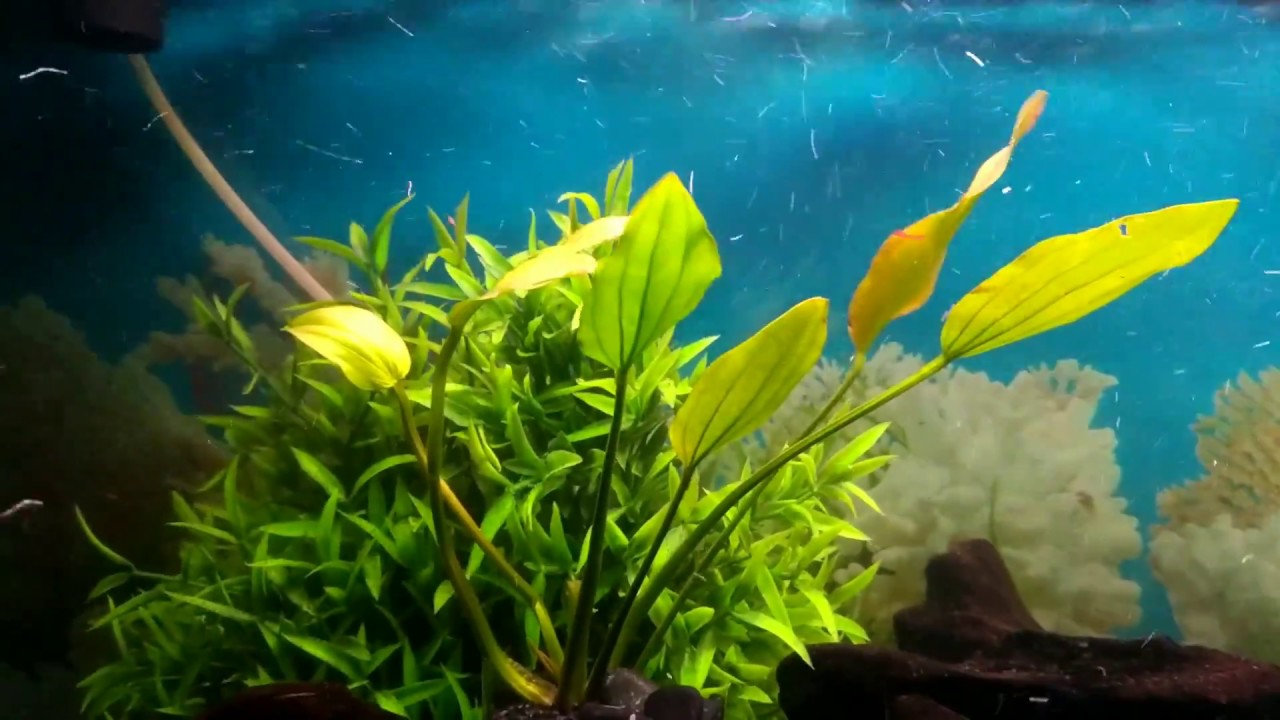 AMAZON SWORD PLANT IN OSCAR FISH TANK - YouTube