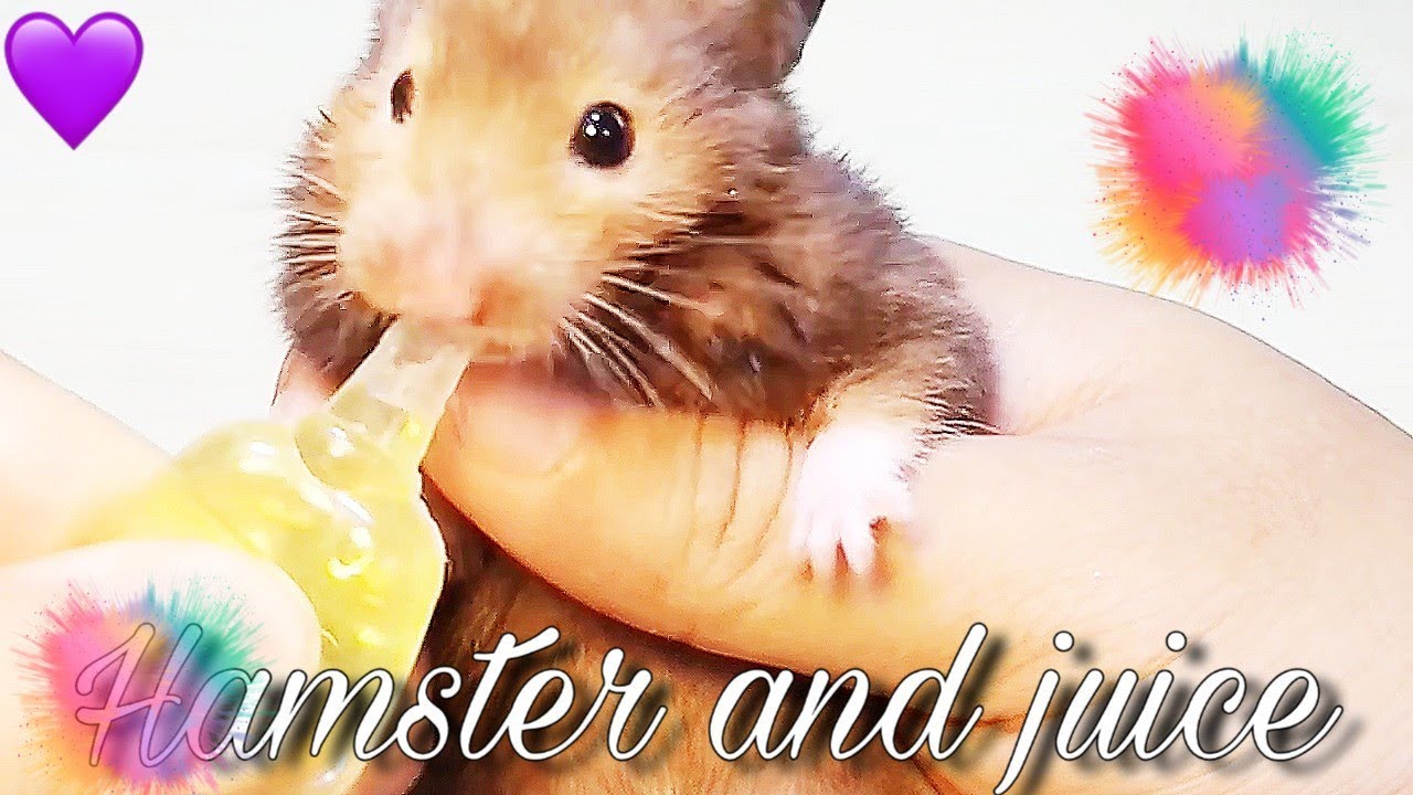 Hamster and juice. Хомячок пьёт сок. - YouTube