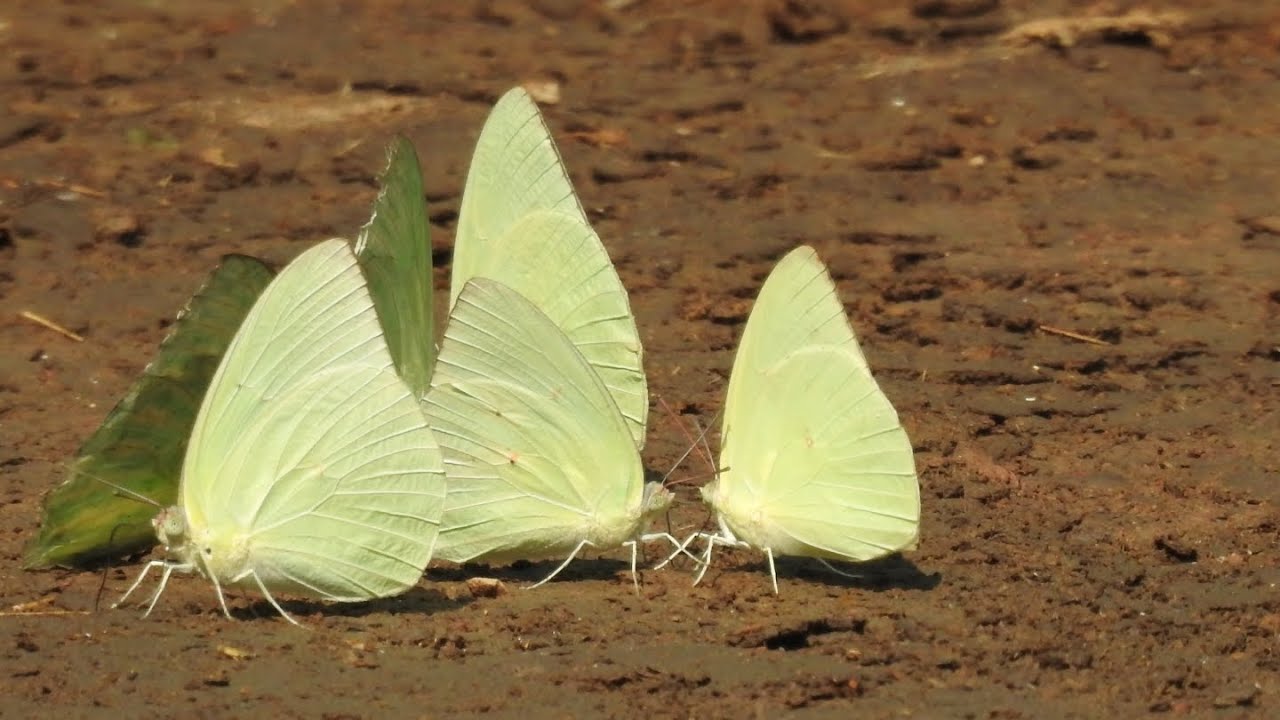 Common Emigrant Butterfly - YouTube