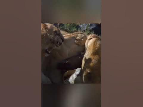 León vs Cocodrilo #Leon #Cocodrilo #Salvaje #Shorts - YouTube