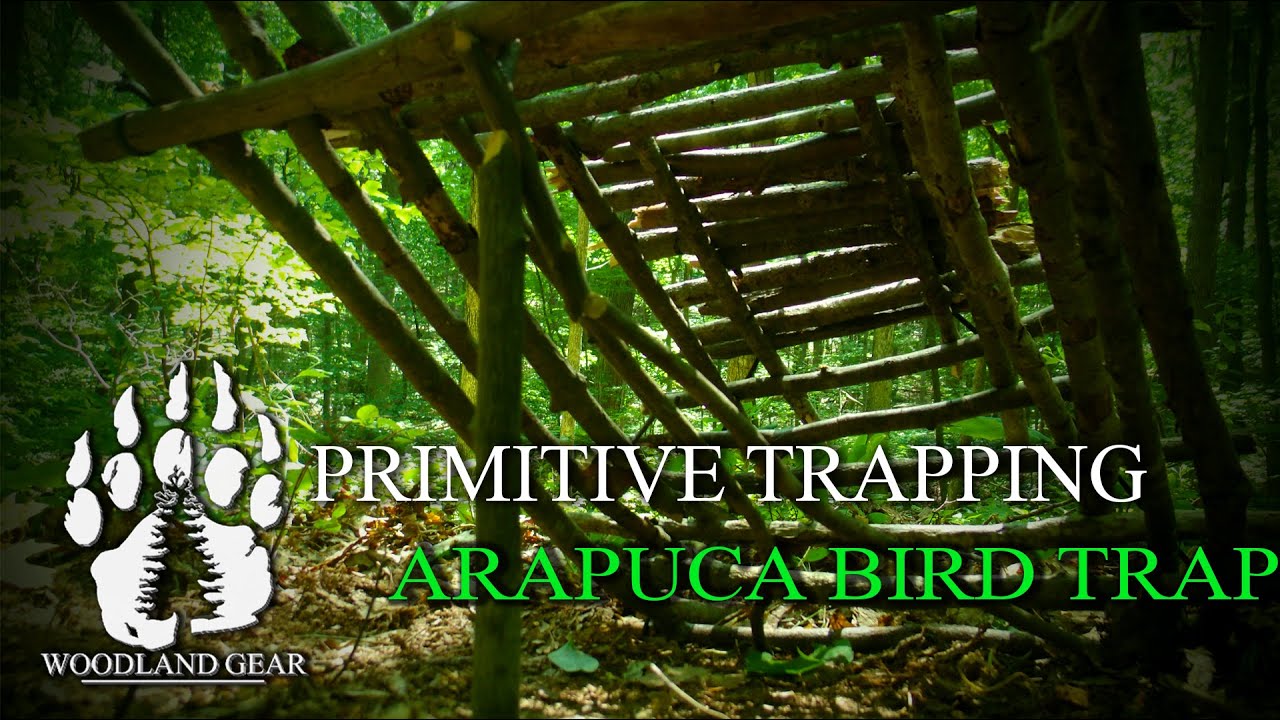 How To: Bushcraft The Arapuca Bird Trap - YouTube