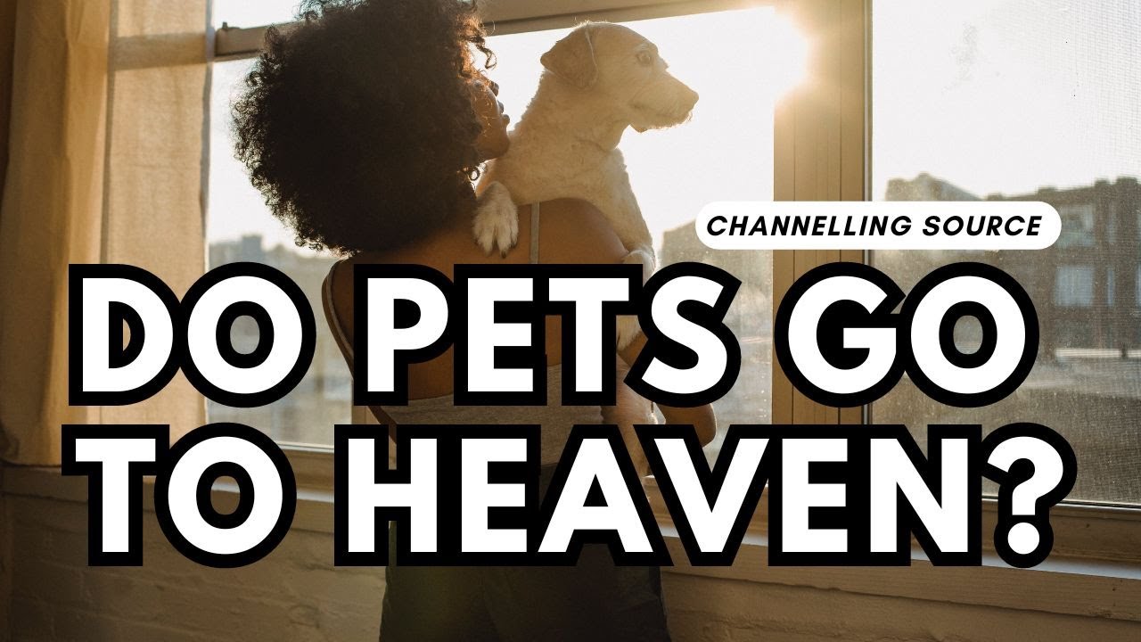 WHAT ARE PET SOULS AND WHERE DO THEY GO? - YouTube