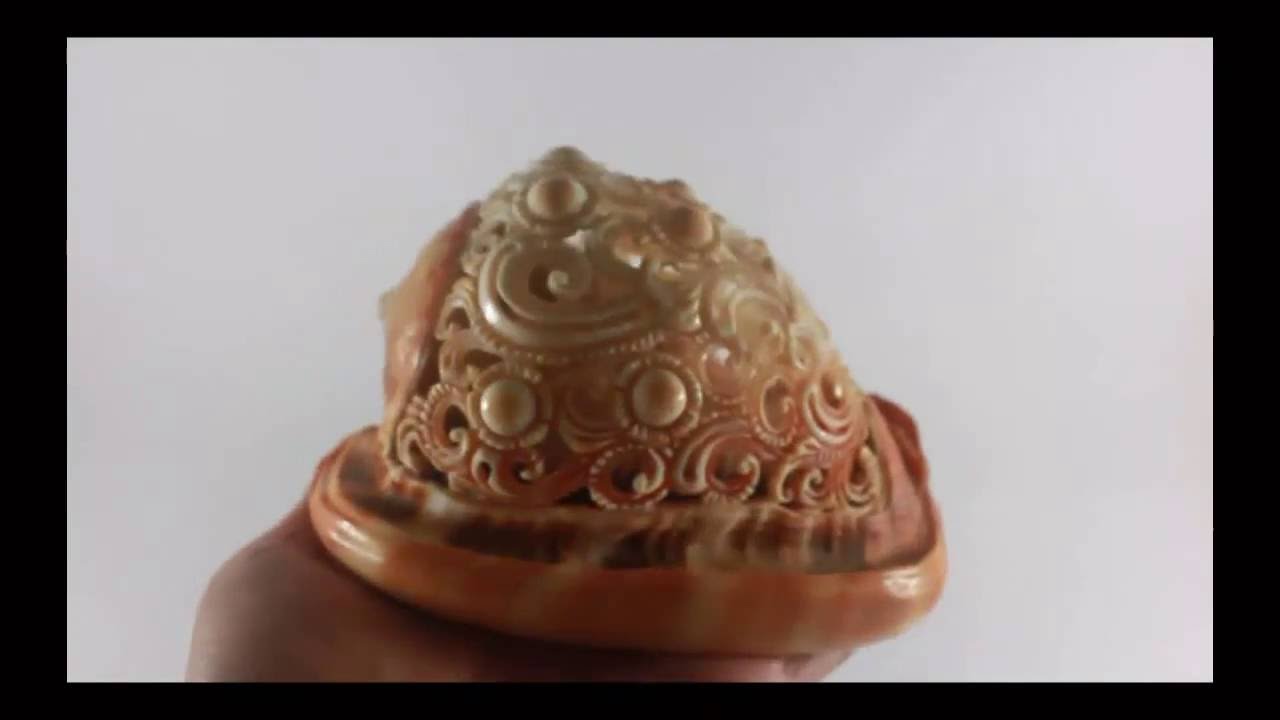 INERVIZ: bali decor carved cameo shell red helmet cassis rufa sea shell ...