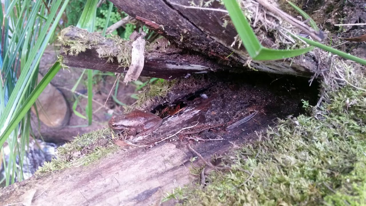 The Frogs Of Walkabout Gully 2020 - YouTube