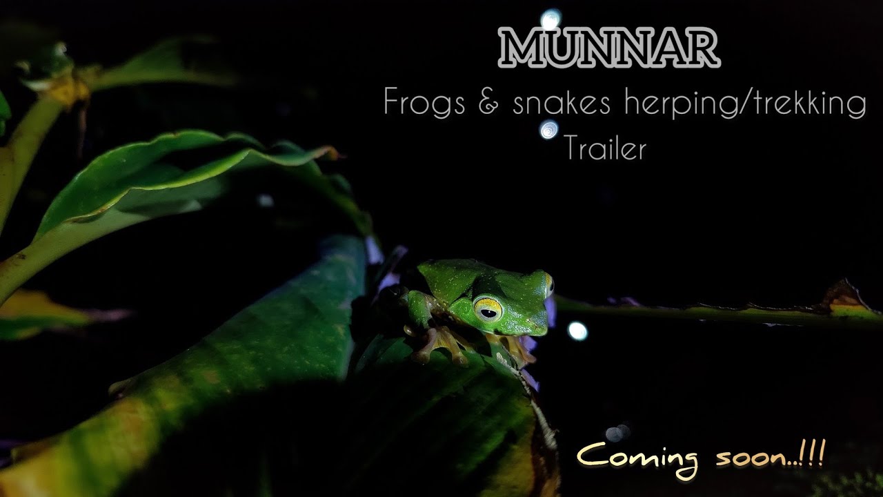 MUNNAR- Frogs & Snakes herping / trekking Trailer..🏔 Dharma|vignesh ...