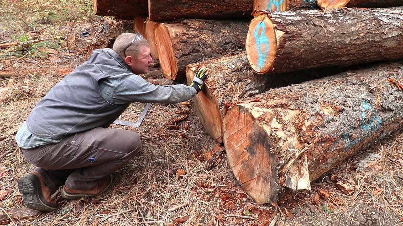 Hand-Picking Logs For Our Timber Frame House - YouTube