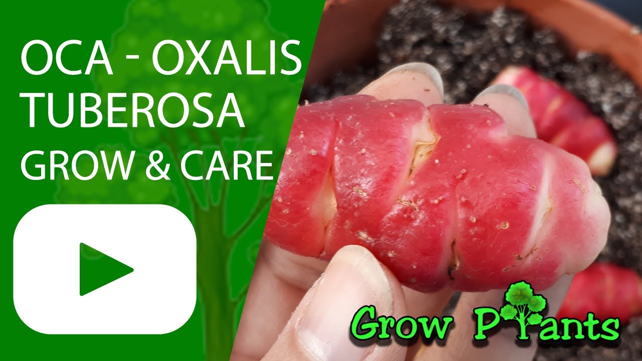 Oxalis tuberosa - grow, care & Eat (Oca) - YouTube
